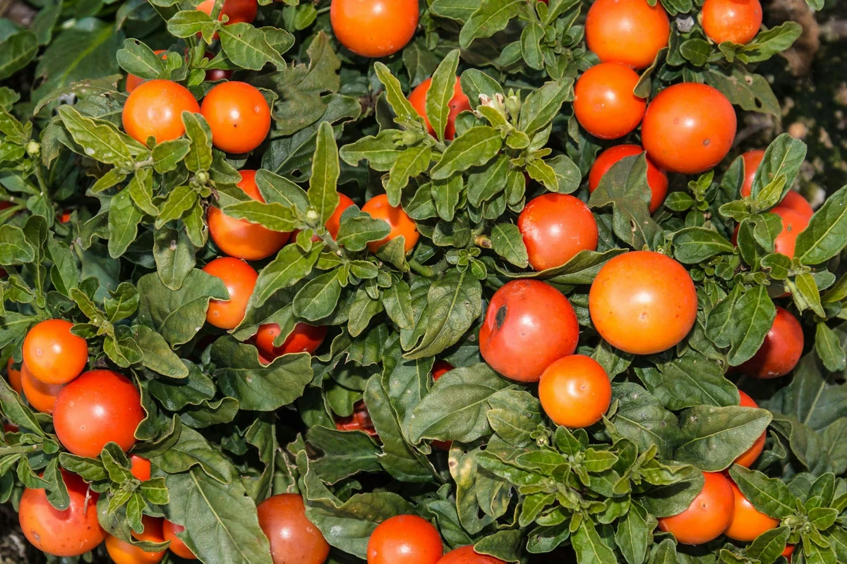 Jerusalem Cherry | Fruit Wiki | Fandom