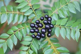 Curry Berry | Fruit Wiki | Fandom