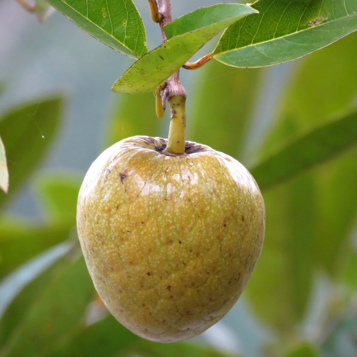 Pond Apple | Fruit Wiki | Fandom
