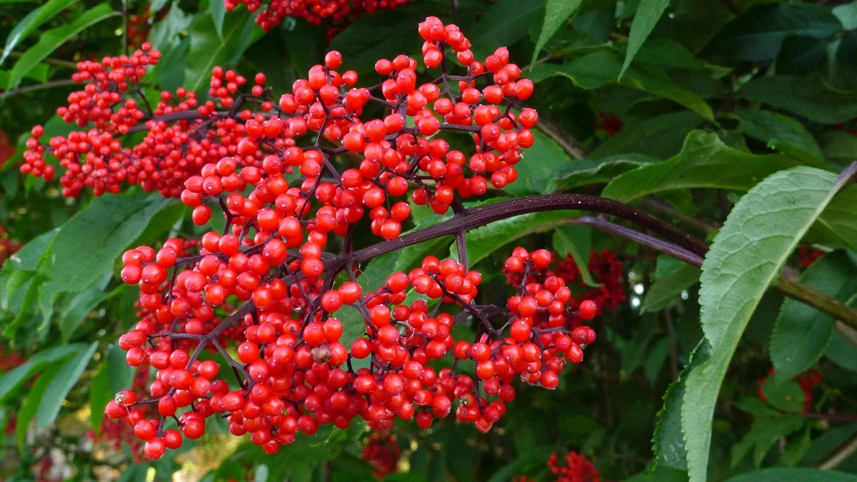 Red Elderberry | Fruit Wiki | Fandom
