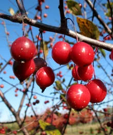 Prairie Crabapple | Fruits' Information Wiki | Fandom