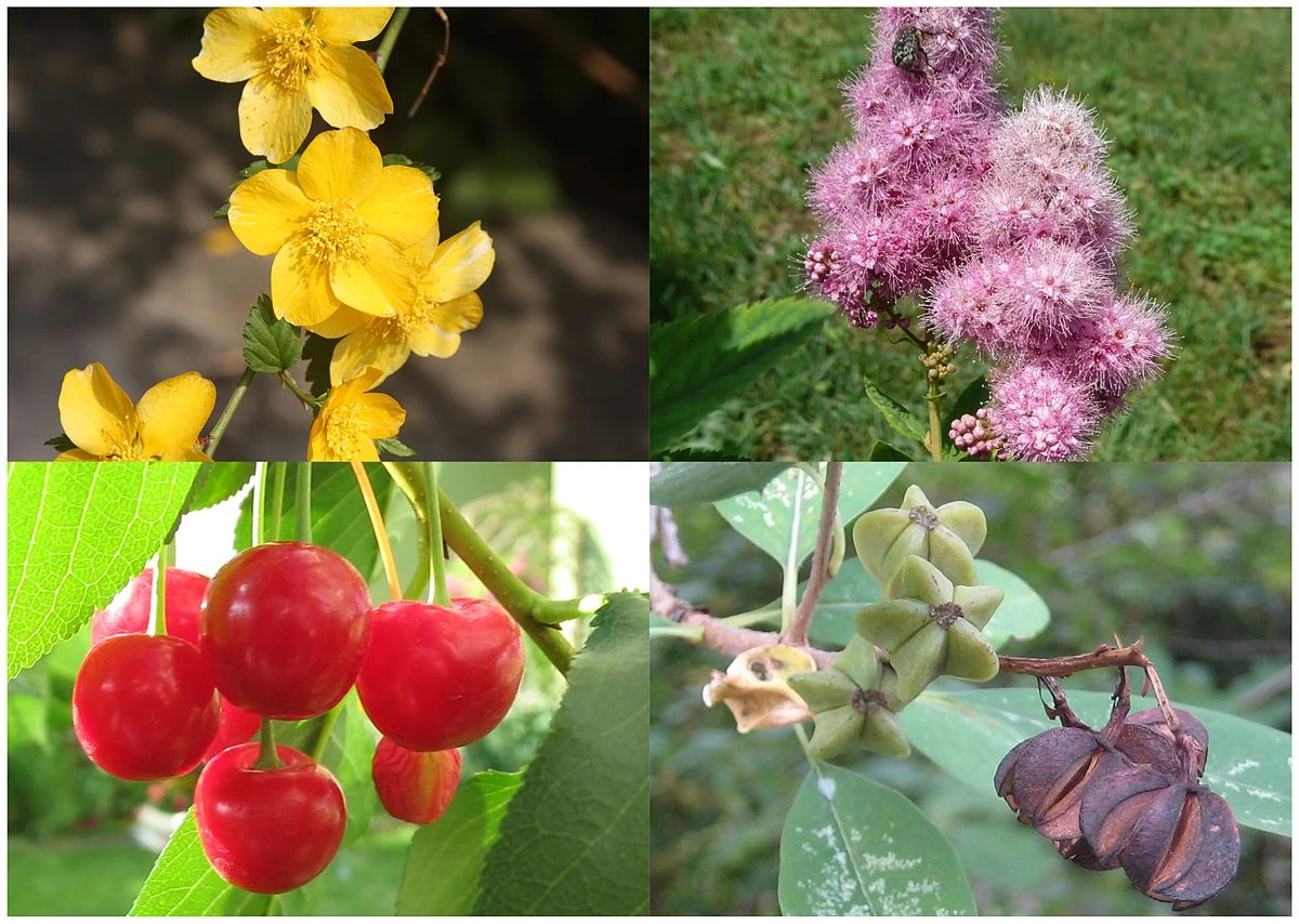 Category:Amygdaloideae | Fruits' Information Wiki | Fandom