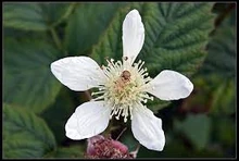 Loganberry | Fruits' Information Wiki | Fandom