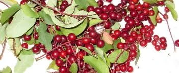 Chokecherry | Fruits' Information Wiki | Fandom