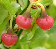 Bilberry | Fruits' Information Wiki | Fandom