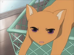 Kyo Cat Form