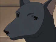 Shigure Sohma | Fruits Basket Wiki | Fandom