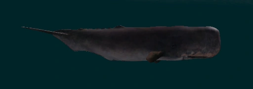 Sperm Whale | FS - Fish Simulator Wiki | Fandom