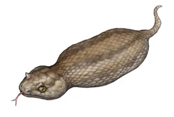 Tsuchinoko | FT Tiandi Wikia | Fandom