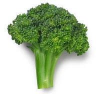 Broccoli | FTL Newsfeed Wiki | Fandom