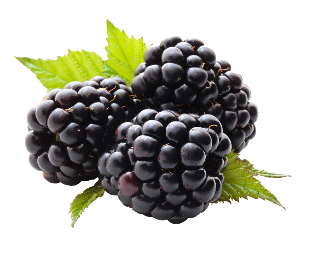 Blackberry | JKKWorks Studio Wiki | Fandom