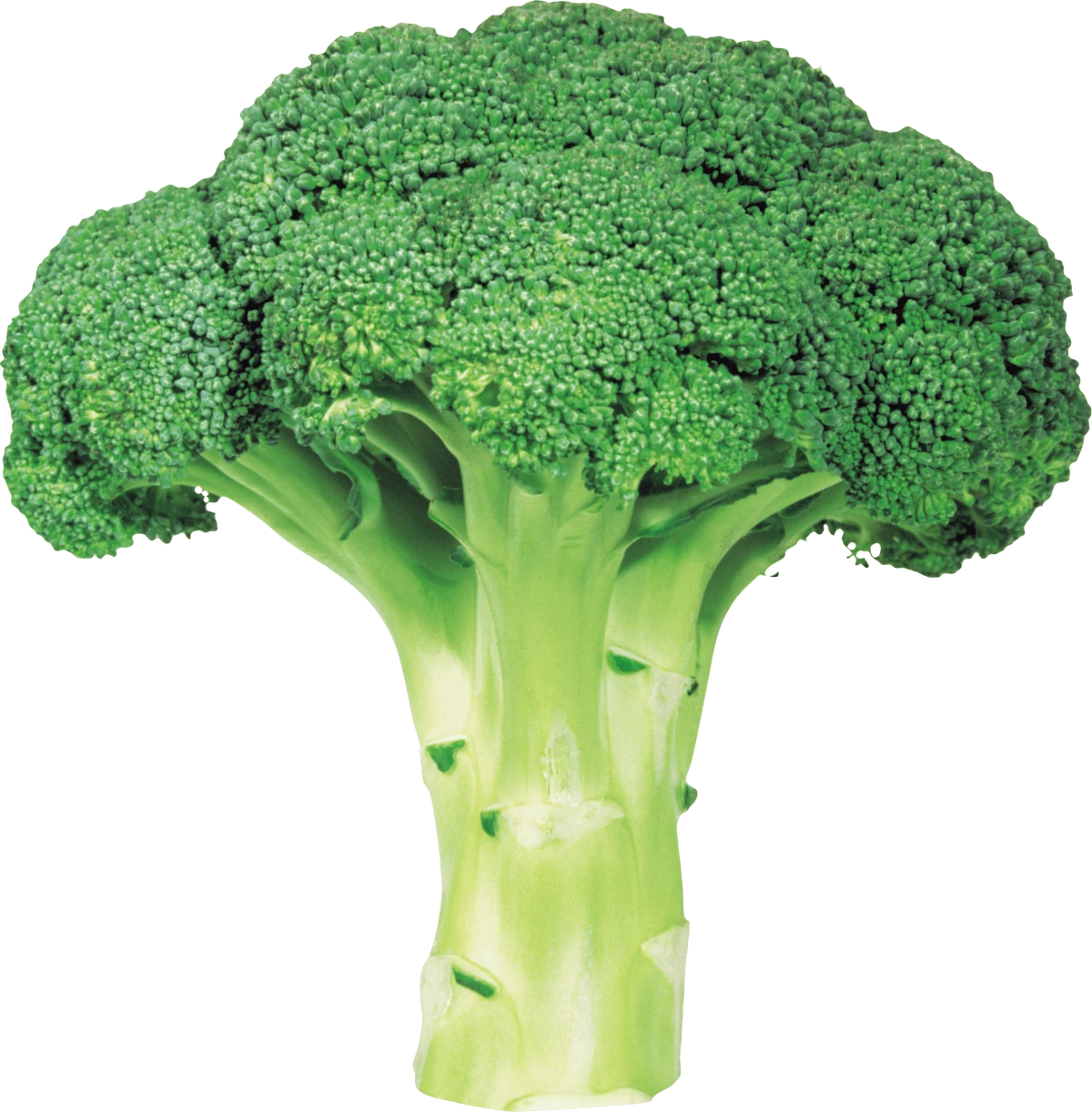 Broccoli | JKKWorks Studio Wiki | Fandom
