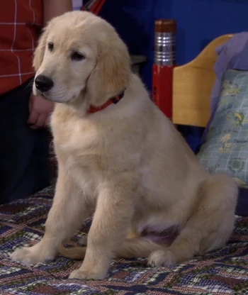 Cosmo | Full House | Fandom