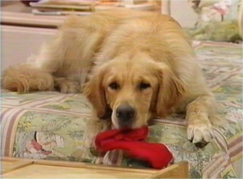 Category:Animals | Full House | Fandom