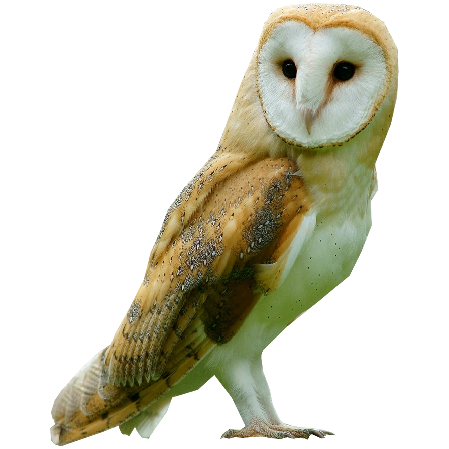 SCP-391 | Fundação SCP Global Wiki | Fandom