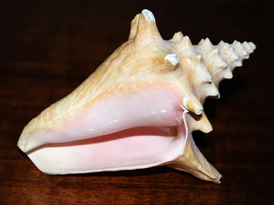 SCP-497 | Fundação SCP Global Wiki | Fandom