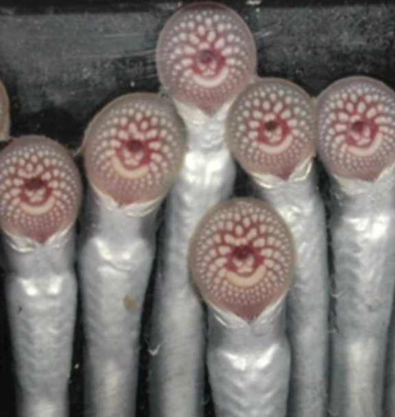 SCP-218 | Fundação SCP Global Wiki | Fandom