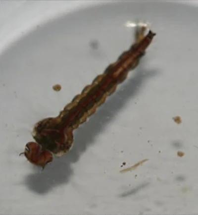 SCP-366 | Fundação SCP Global Wiki | Fandom