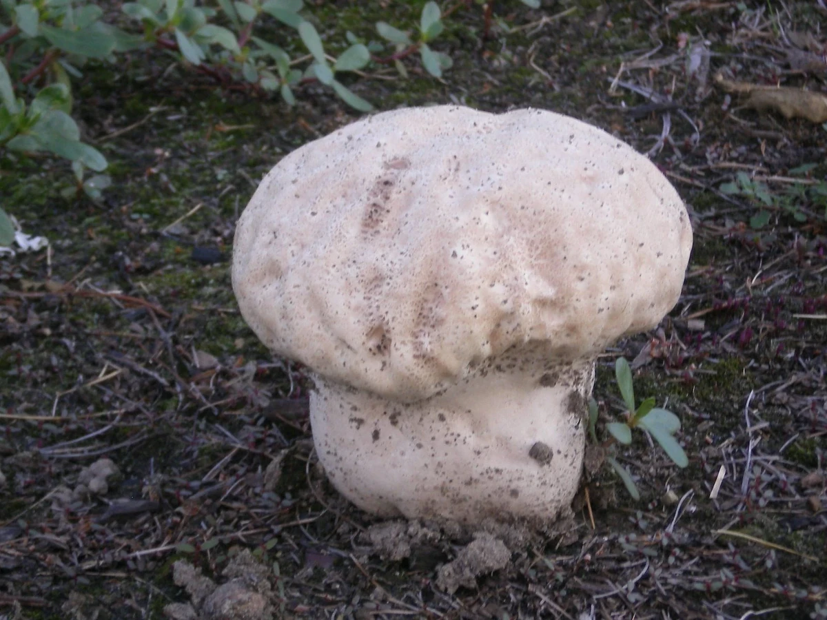 SCP-386 | Fundação SCP Global Wiki | Fandom