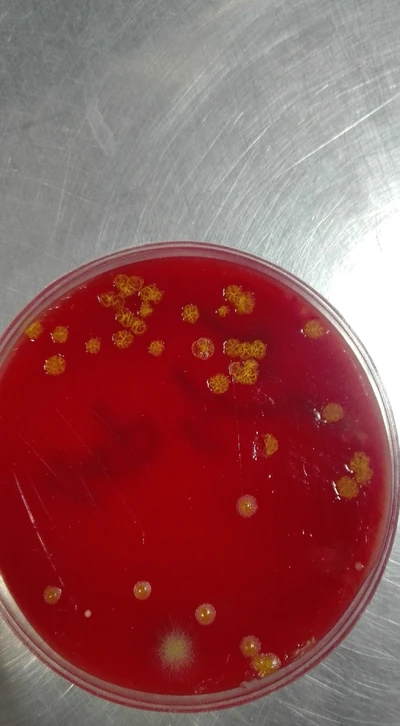 SCP-532 | Fundação SCP Global Wiki | Fandom