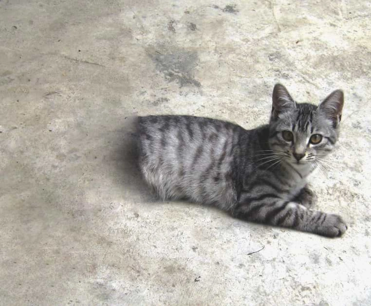 SCP-529 | Fundação SCP Global Wiki | Fandom