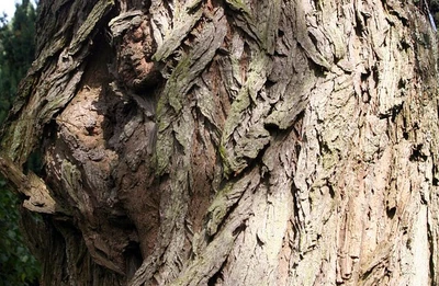 SCP-437 | Fundação SCP Global Wiki | Fandom