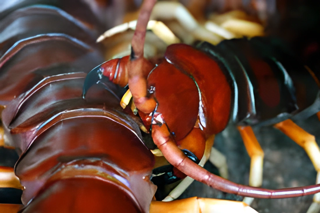 SCP-363 | Fundação SCP Global Wiki | Fandom