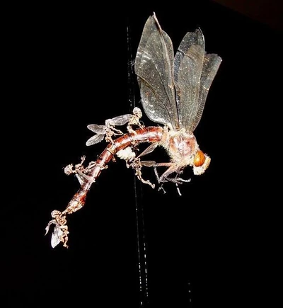 SCP-478 | Fundação SCP Global Wiki | Fandom