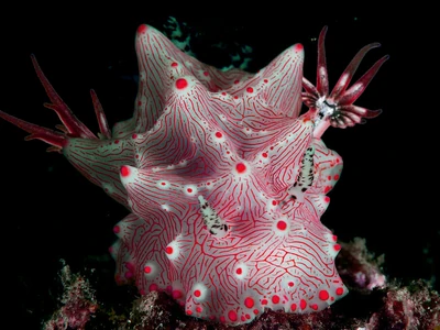 SCP-751 | Fundação SCP Global Wiki | Fandom