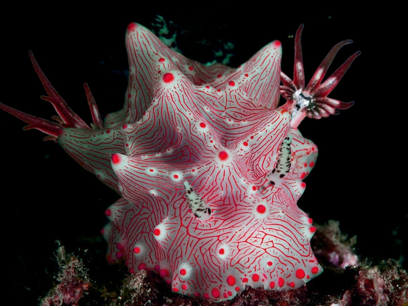 SCP-751 | Fundação SCP Global Wiki | Fandom