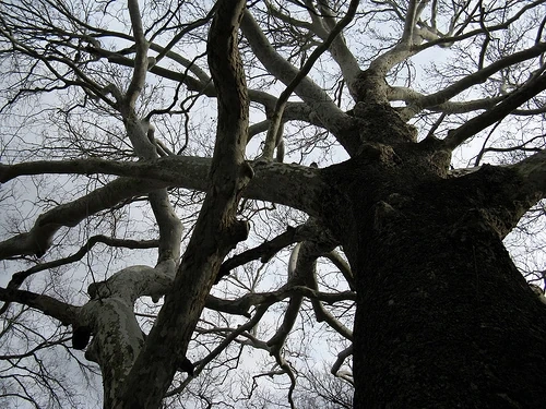 SCP-628 | Fundação SCP Global Wiki | Fandom