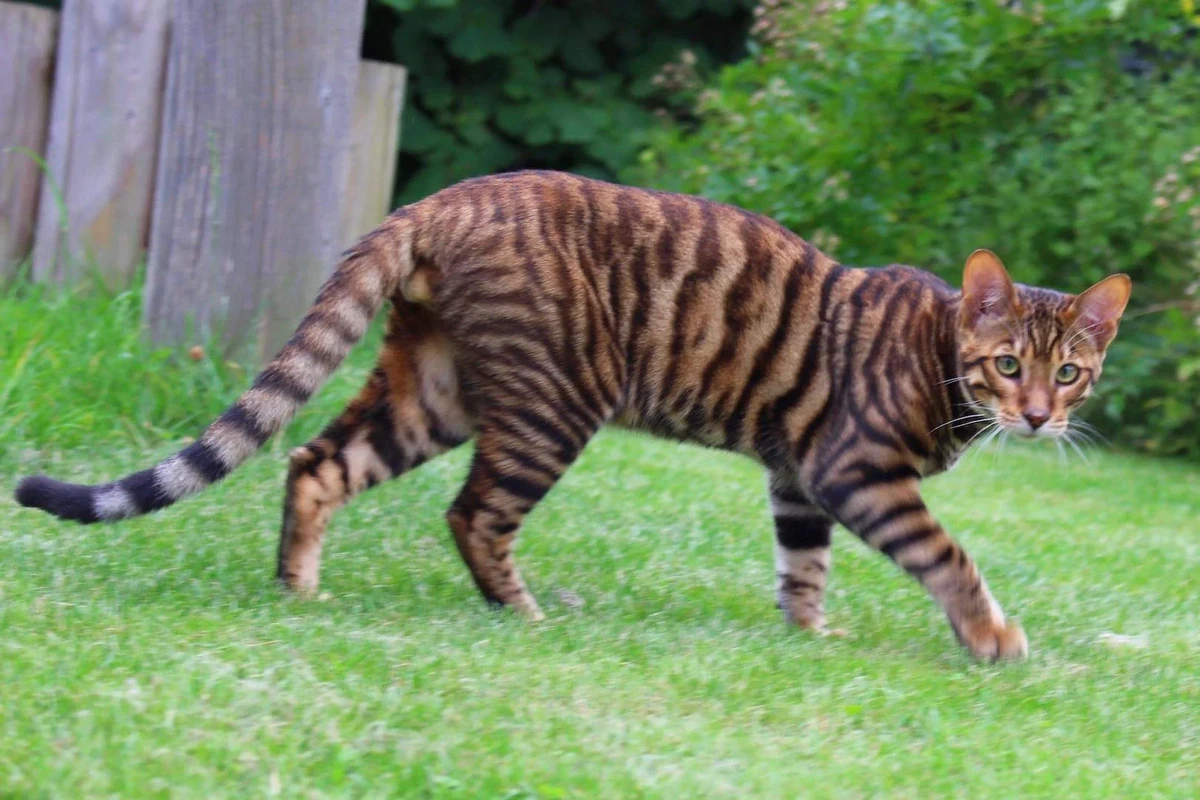 SCP-247 | Fundação SCP Global Wiki | Fandom