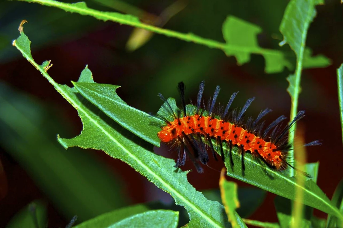 SCP-295 | Fundação SCP Global Wiki | Fandom