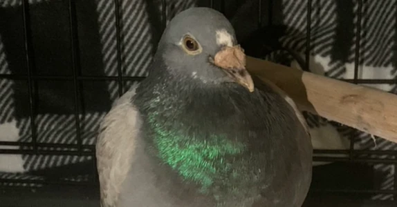 SCP-514 | Fundação SCP Global Wiki | Fandom