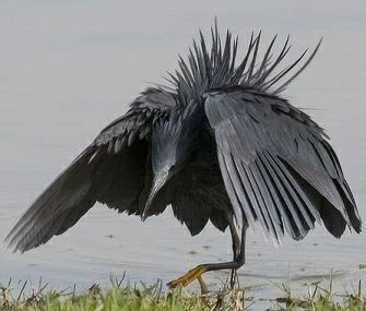 SCP-659 | Fundação SCP Global Wiki | Fandom