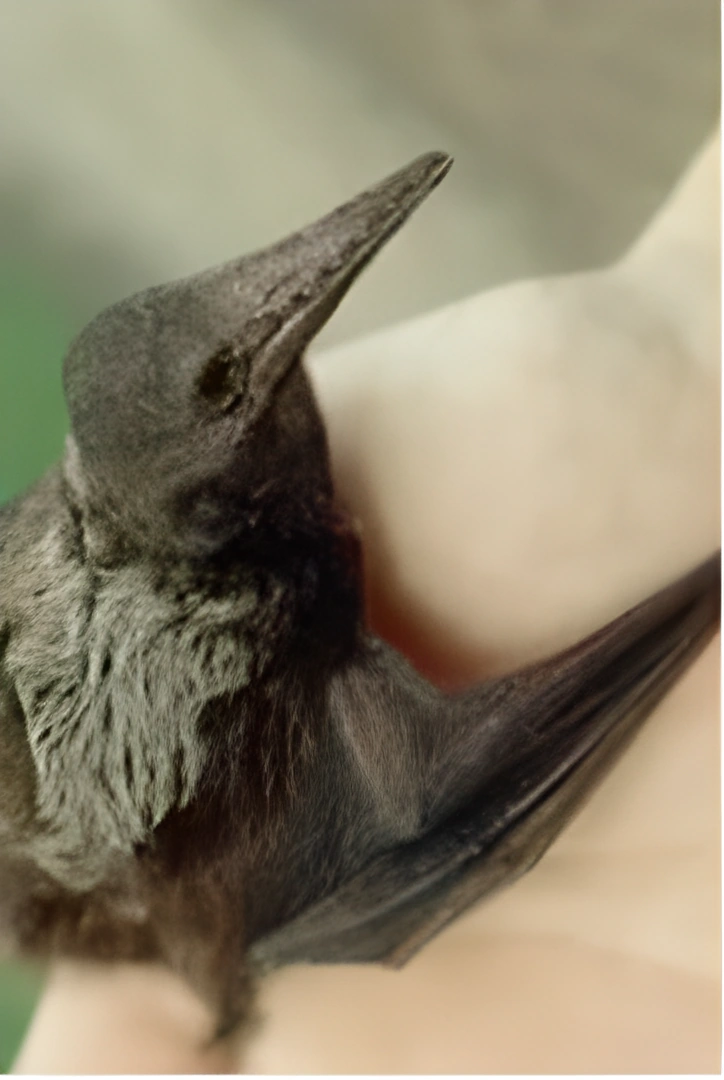 SCP-346 | Fundação SCP Global Wiki | Fandom