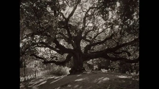 SCP-299 | Fundação SCP Global Wiki | Fandom