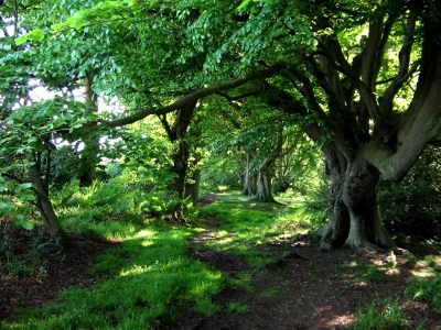 SCP-936 | Fundação SCP Global Wiki | Fandom