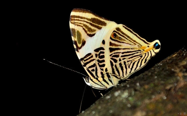 SCP-408 | Fundação SCP Global Wiki | Fandom