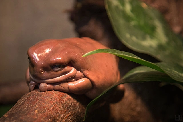 SCP-306 | Fundação SCP Global Wiki | Fandom