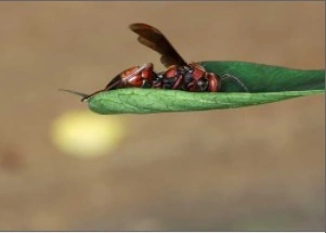 SCP-779 | Fundação SCP Global Wiki | Fandom