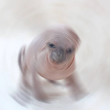 SCP-019 | Fundação SCP Global Wiki | Fandom