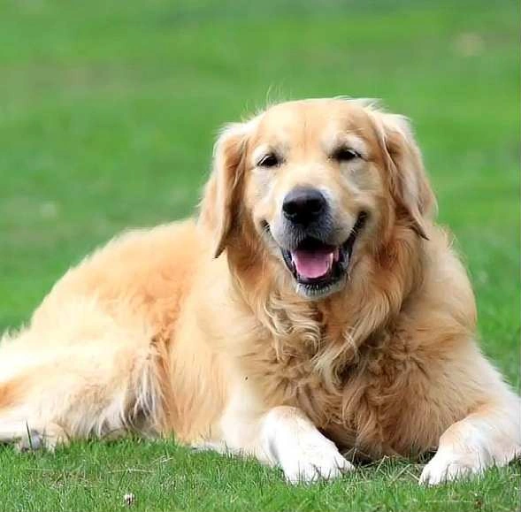 SCP-916 | Fundação SCP Global Wiki | Fandom