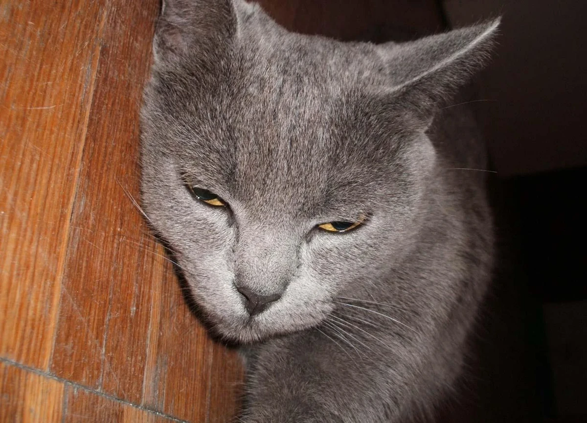 SCP-607 | Fundação SCP Global Wiki | Fandom