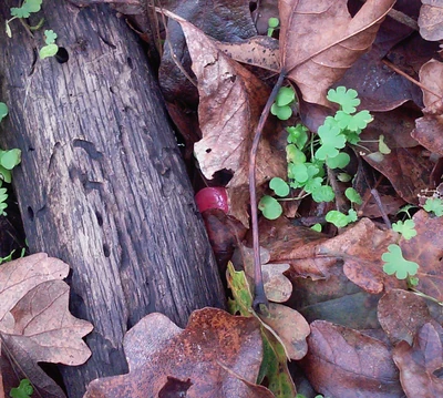 SCP-2396 | Fundação SCP Global Wiki | Fandom