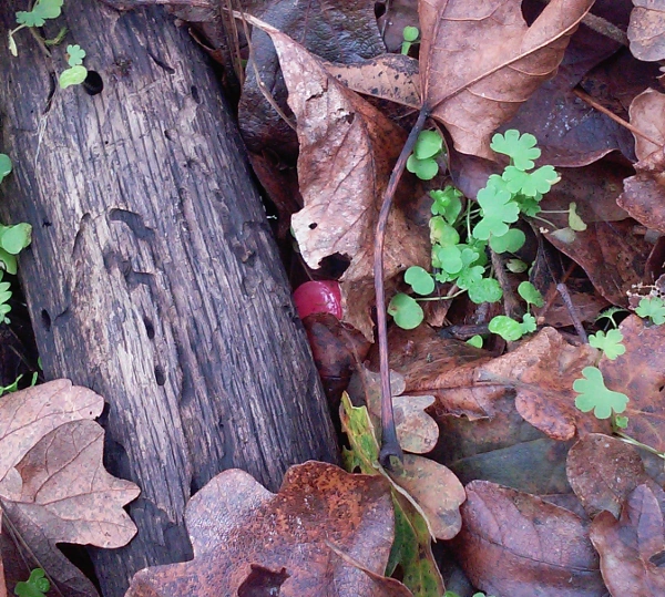 SCP-2396 | Fundação SCP Global Wiki | Fandom