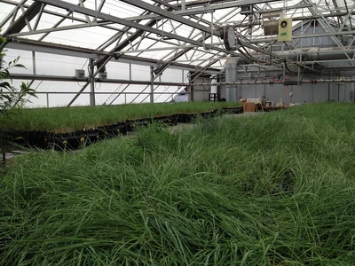 SCP-3140 | Fundação SCP Global Wiki | Fandom