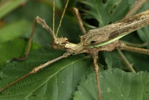 SCP-937 | Fundação SCP Global Wiki | Fandom