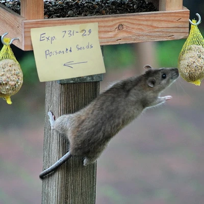 SCP-731 | Fundação SCP Global Wiki | Fandom