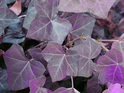 SCP-307 | Fundação SCP Global Wiki | Fandom